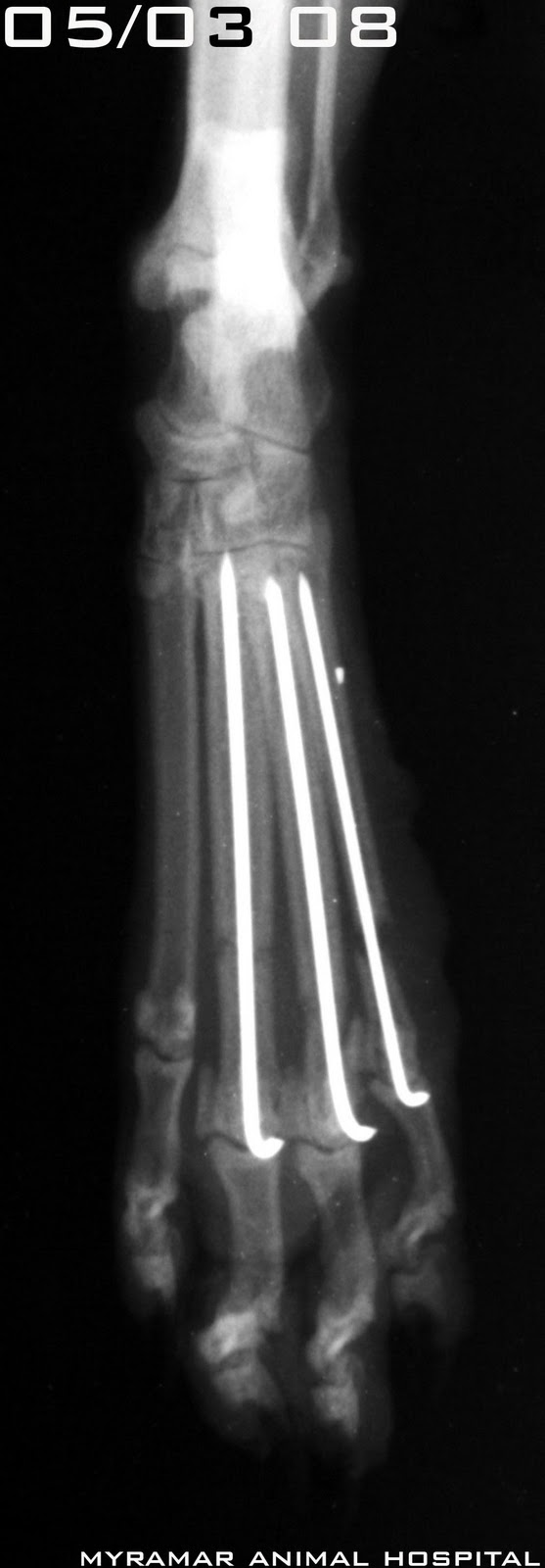 7. FRACTURAS DE TARSO TRAUMATOLOGIA VETERINARIA: MINI. Fractura ...