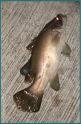 Iloilo Game Fishing: Local Ilonggo Game Fishes
