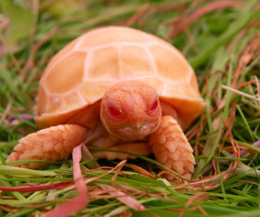 Devil Turtle on Rampage | The Morning Gerald