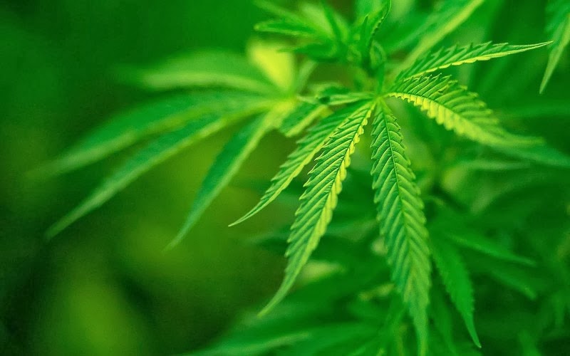 Cinco Cosas Asombrosas Que No Sabias O Sabias Sobre La Marihuana ... Cinco Cosas Asombrosas Que No Sabias O Sabias Sobre La Marihuana ...