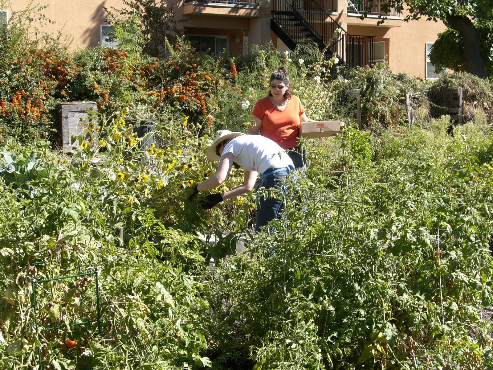 Utah Valley Gardens: Wasatch Community Gardens: Sharing Backyards