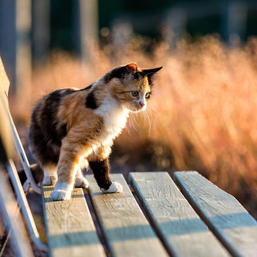 Calico - YouTube Music