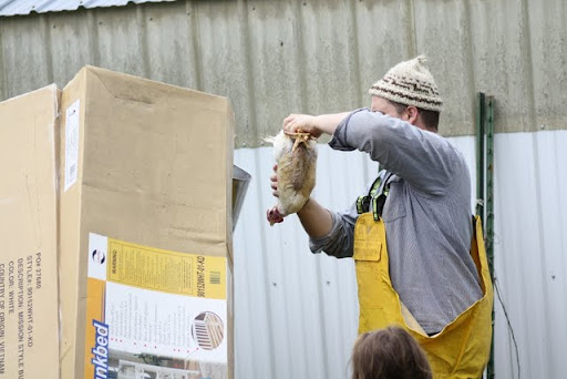 Insurgent Chickens: Butcher Day