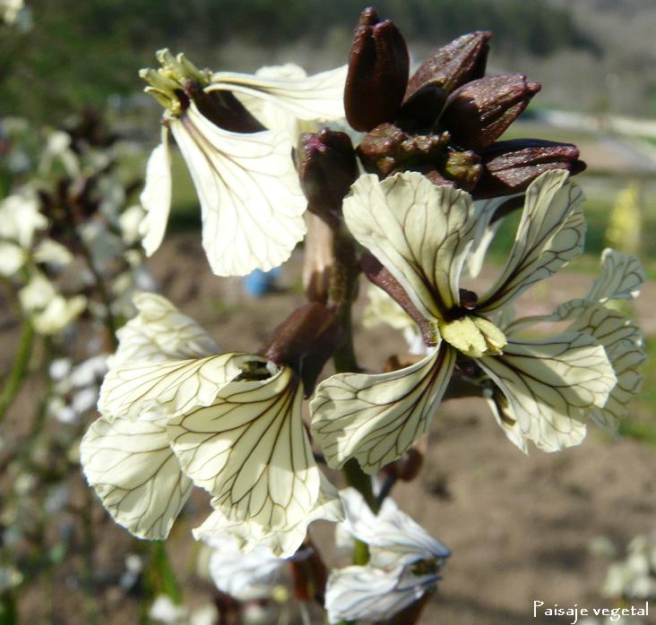 Paisaje vegetal: Floraciones de marzo