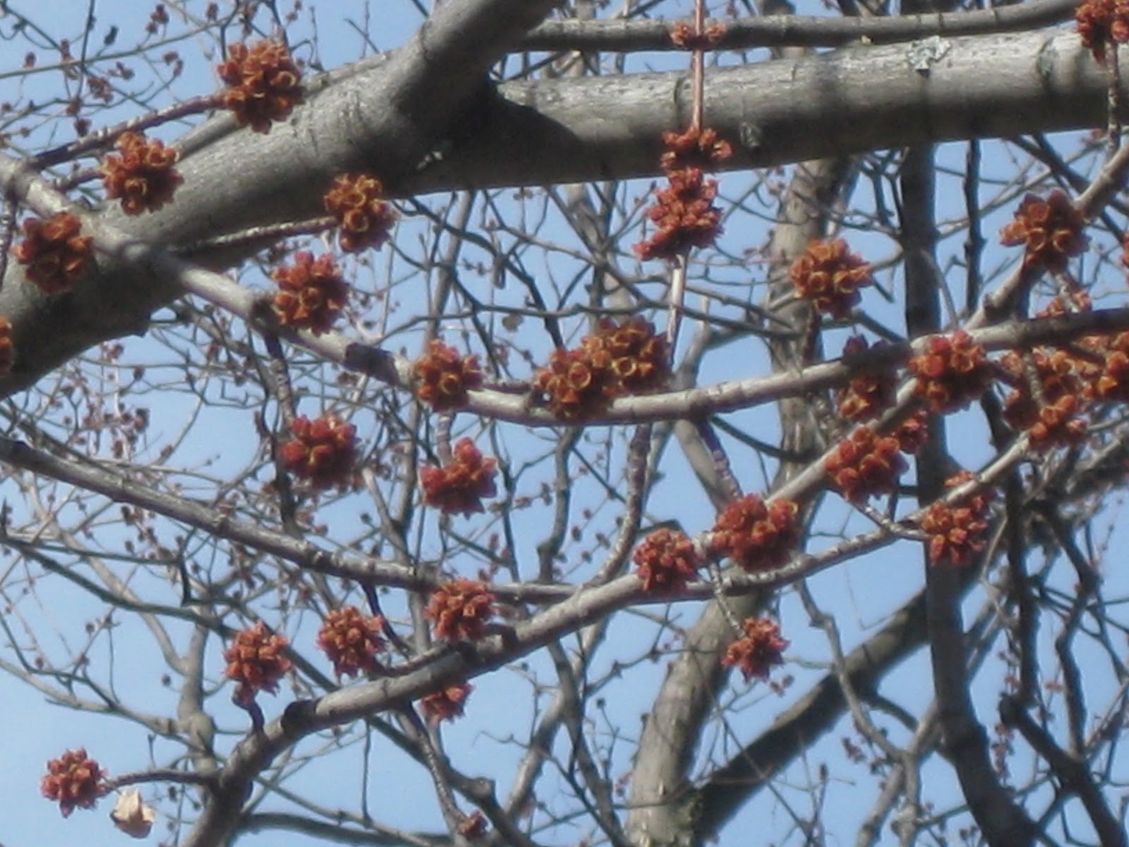 Trees: Spring emerges in red maple and silver maple