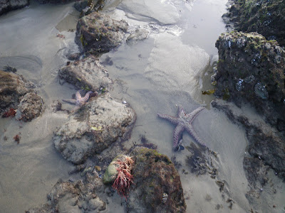 The Adventures of Jeff and Jen: Tidepools at Point Dume in Malibu