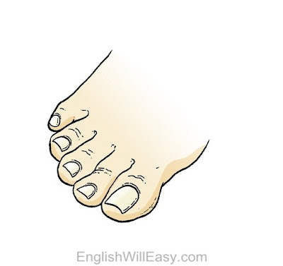 Human Body Parts Pictures with Names - Body Parts Vocabulary: Leg, Head ...