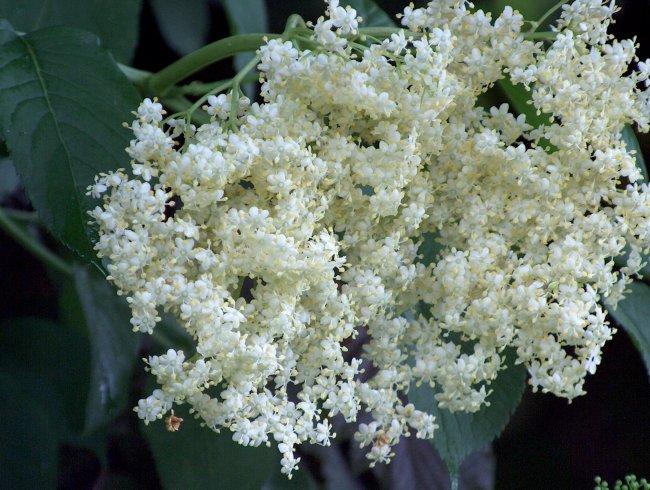 Poglej temo - Sambucus nigra - Bezeg :: Vse o vseh rastlinah