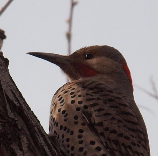 Birding Is Fun!: What kind of Northern Flicker?