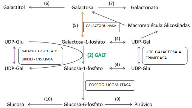 Hellopeopleee 3 Metabolismo De La Galactosa