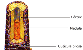 CABELEIREIRO PORTO ALEGRE: Hidratação dos Cabelos em Porto Alegre