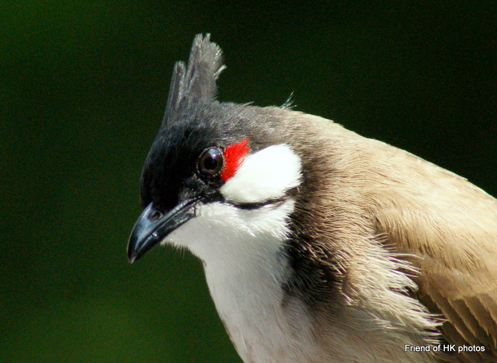 Photographic Wildlife Stories in UK/Hong Kong: Portraits of my garden ...