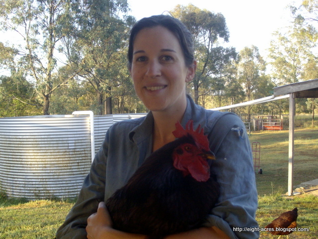 Trimming A Rooster S Spurs Eight Acres Natural Living