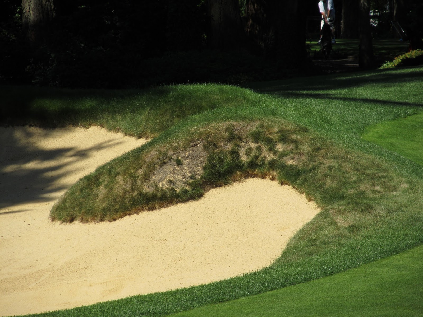 Tacomaturf Fescue Rescue