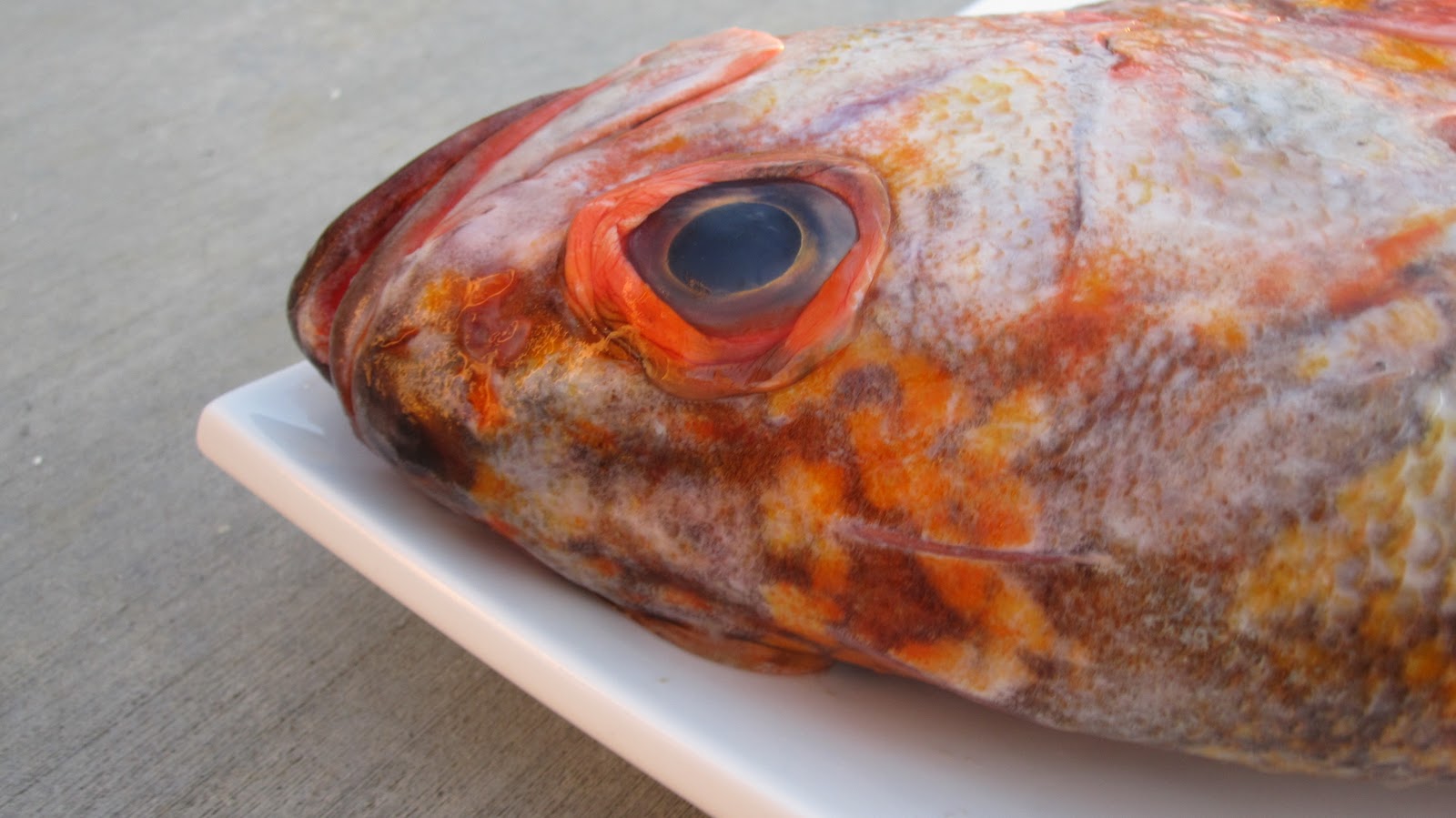 Red Rock Cod