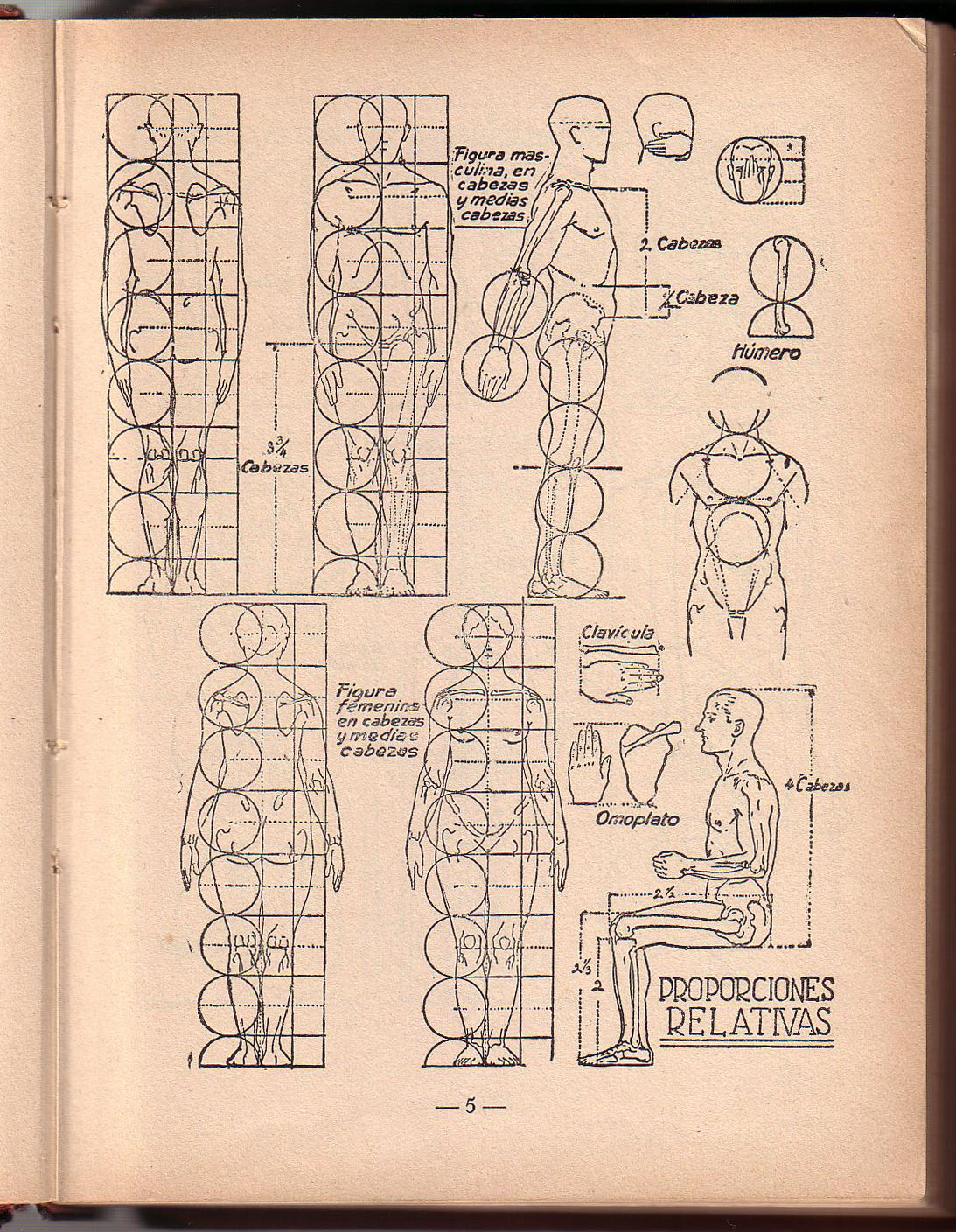 Dibujo Iii Proporciones Del Cuerpo Humano