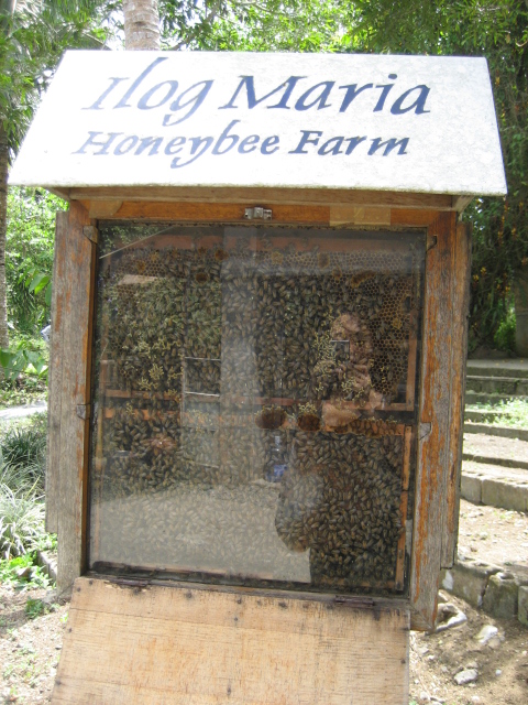 Michi Photostory: Ilog Maria Honeybee Farm