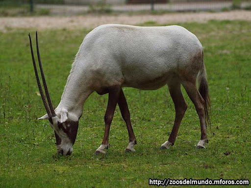 Zoos del Mundo - Órices (Oryx spp.) - Fotografia