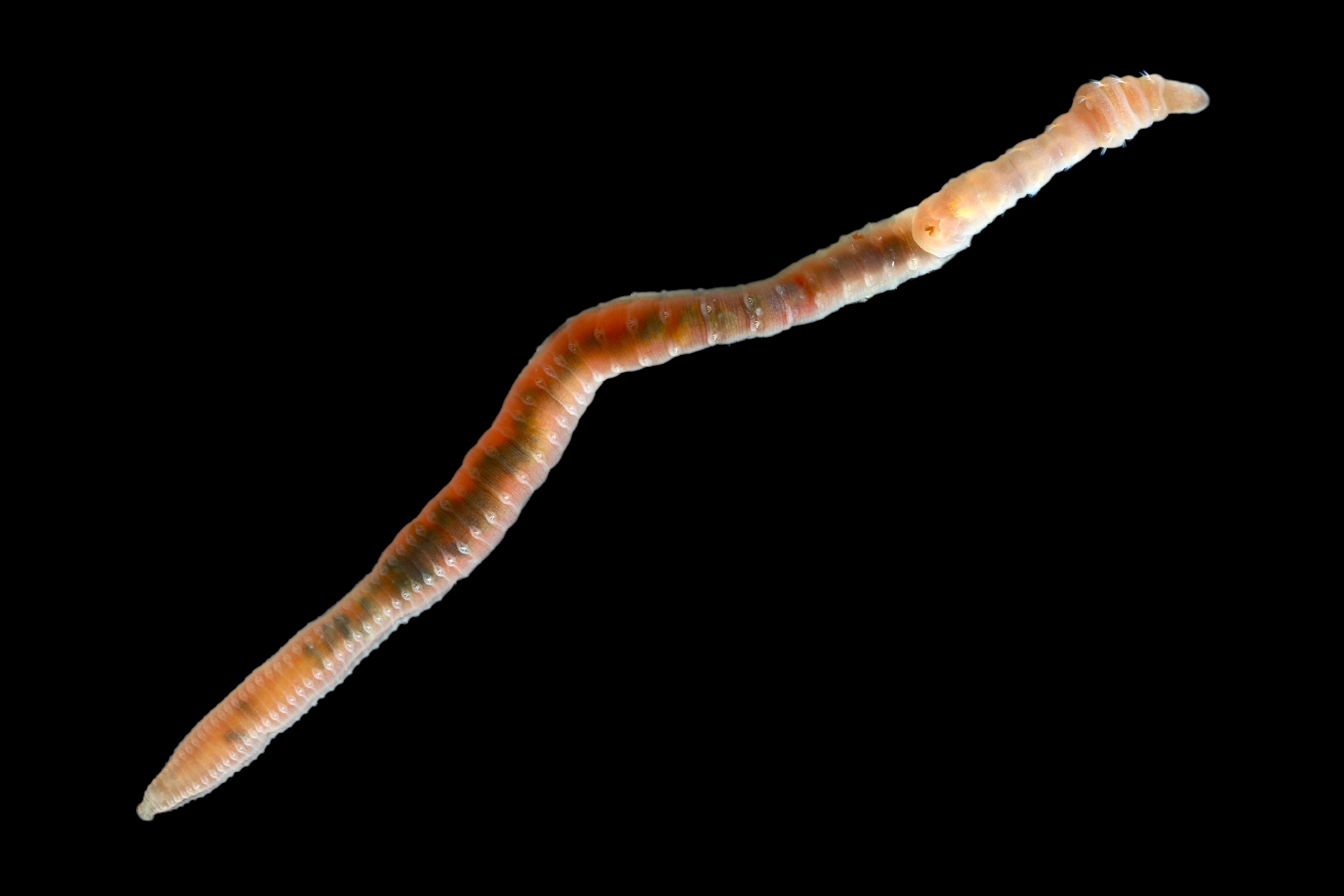 Capitella teleta | François Michonneau, PhD