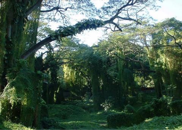 Pequemanantiales: La selva africana