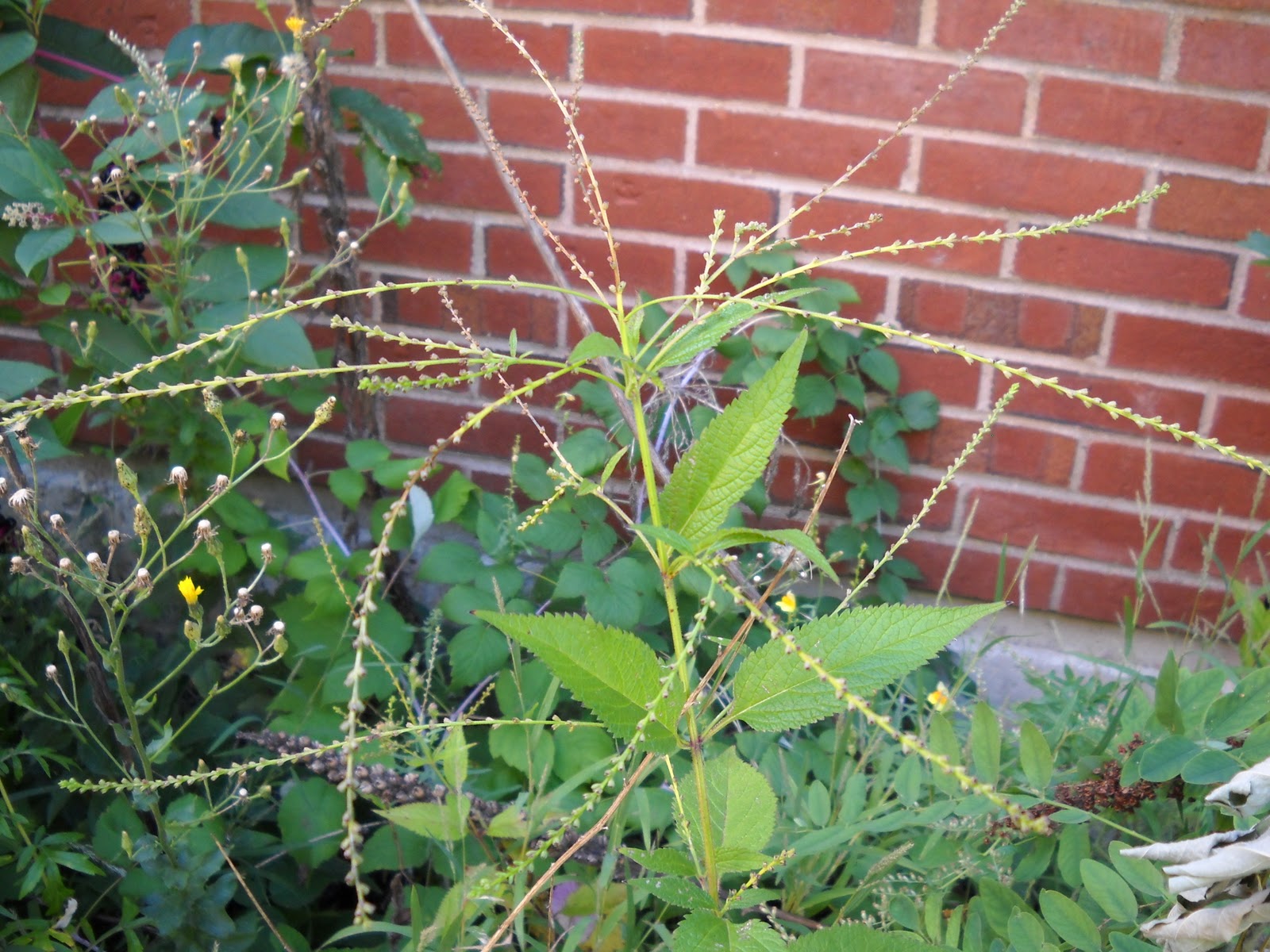 A Wild Garden: October 4th: Early Color, Late Blooms
