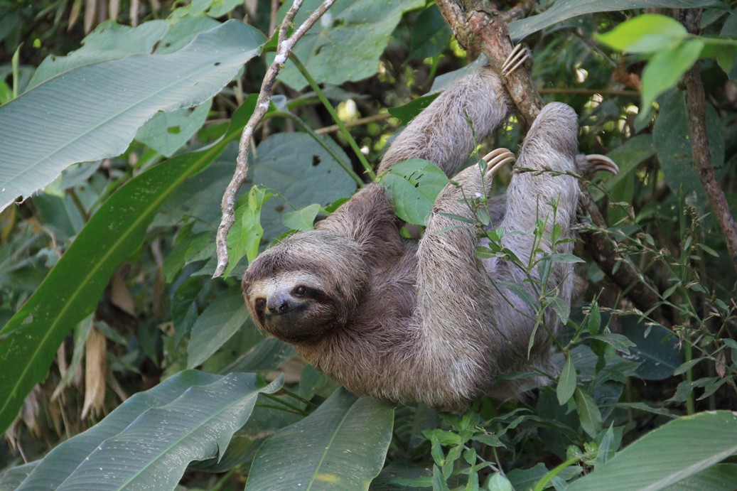 H*Mac: my photographic journal: The three-toed sloth