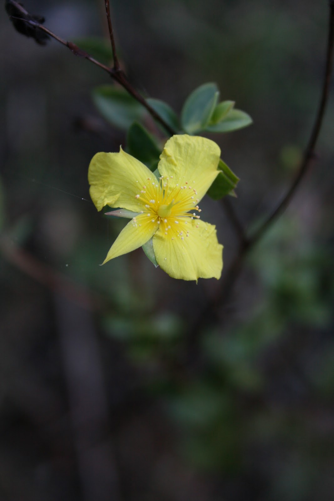 Native Florida Wildflowers: June 2011
