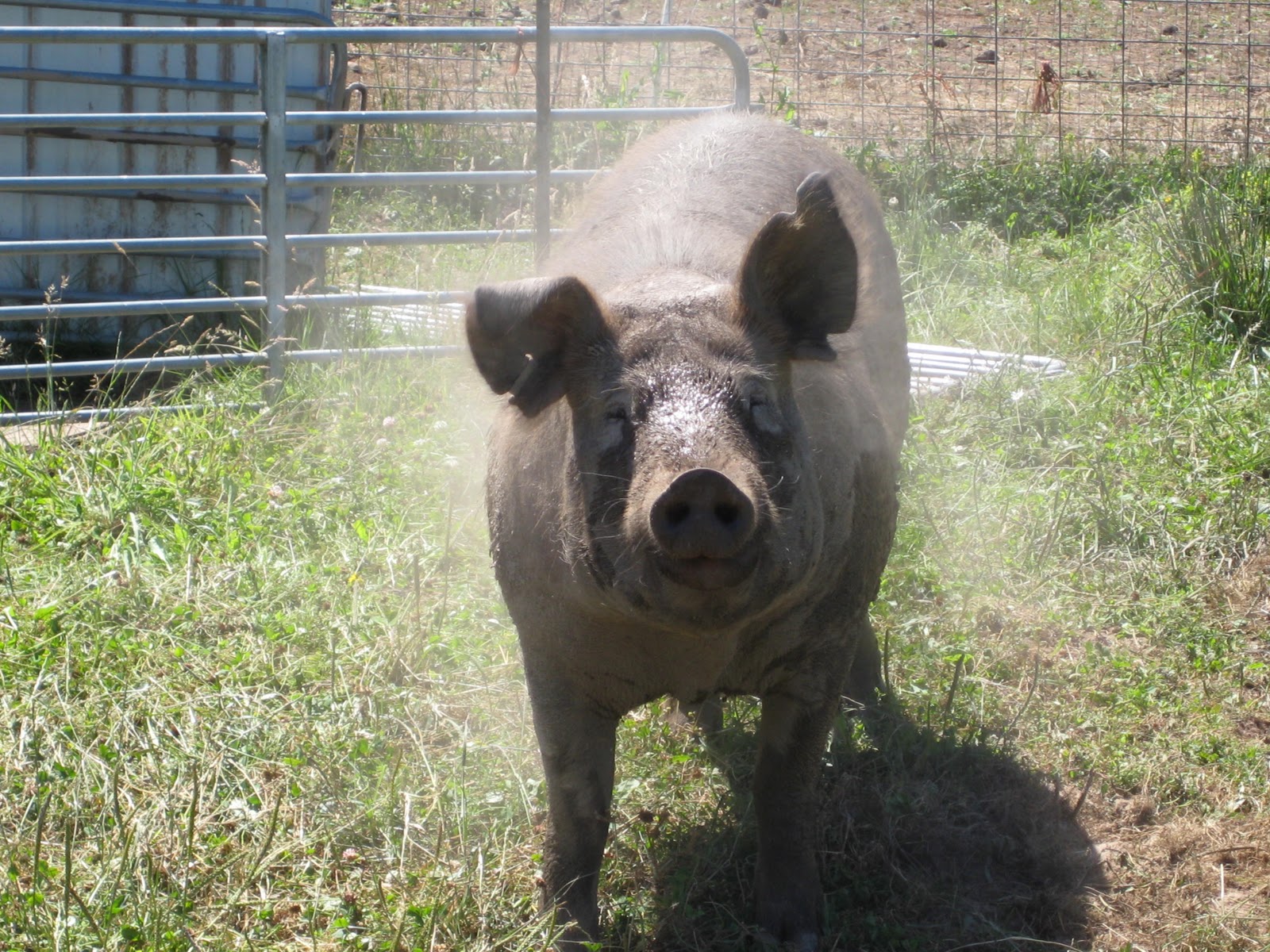 New Heritage Farms - Pasture Perfect Pork: Tamworth Pigs