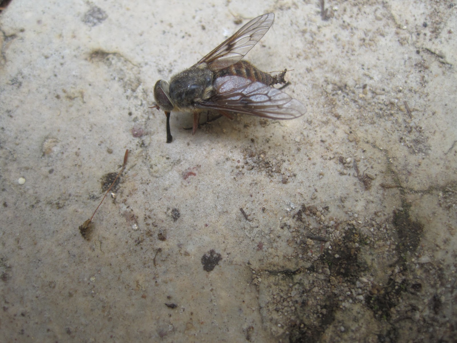 Aussie Cyn: Moora Moora