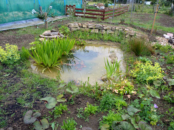 Allotment Heaven: Making a clay lined pond