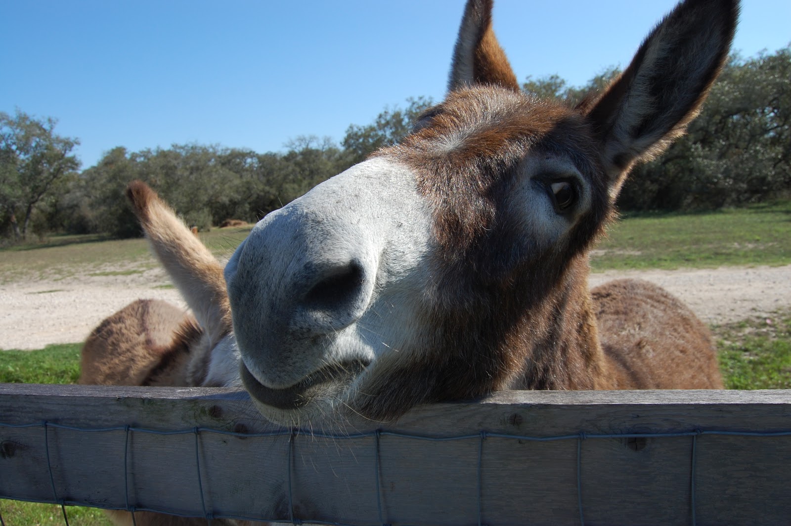 Loose Ends: Knitted Ancestors: Donkeys & Traveling & Knitting--Oh My!