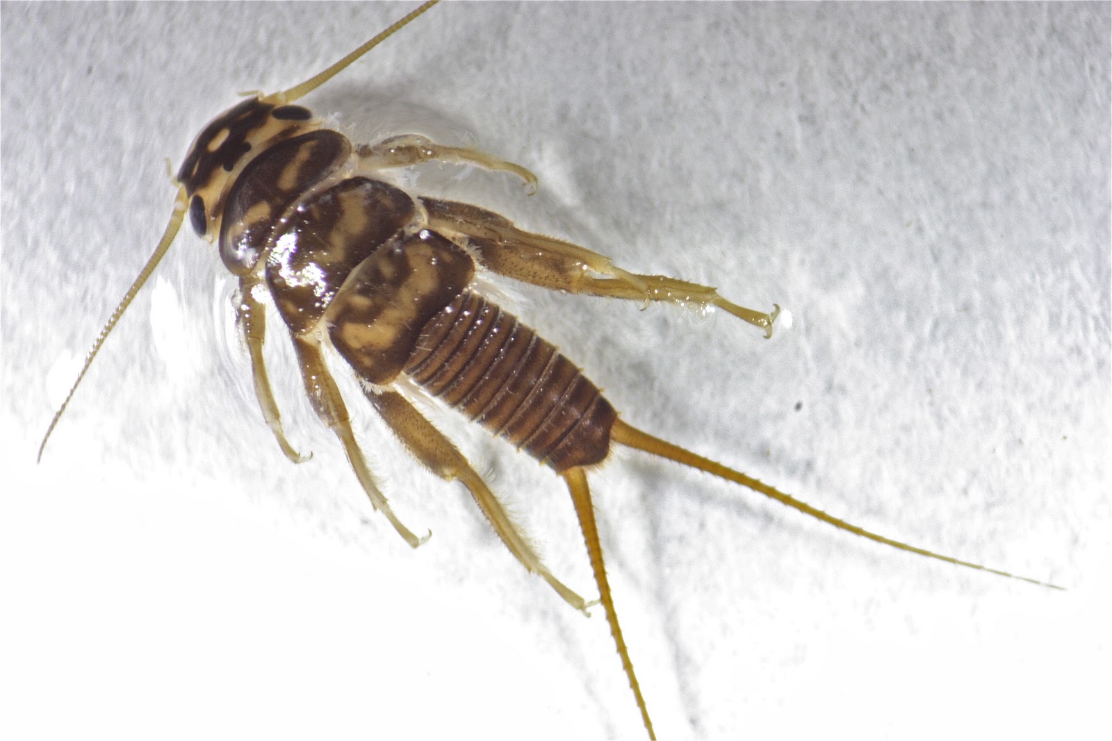 Aquatic Insects of Central Virginia: Omissions: Additional Stonefly and ...