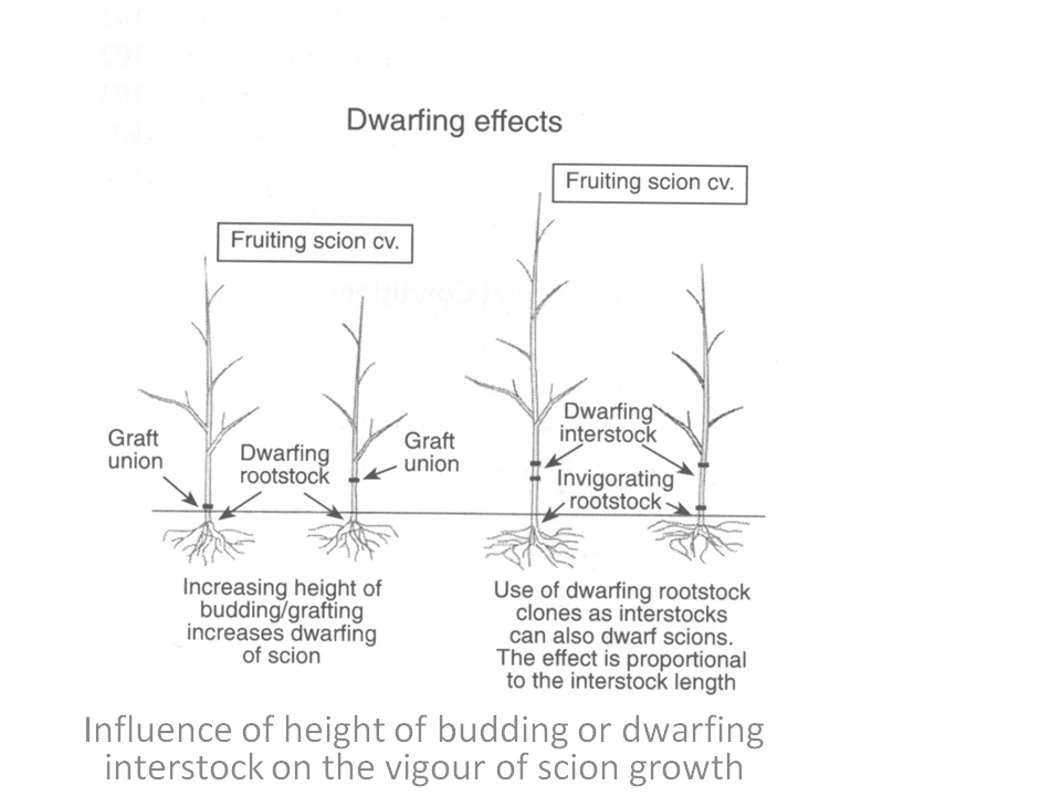 Farmers Club Apple Tree High Density Plantation Apple Rootstock