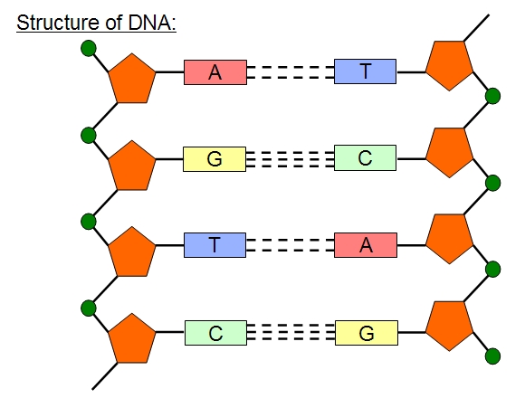 Colten S Blog Dna Structure