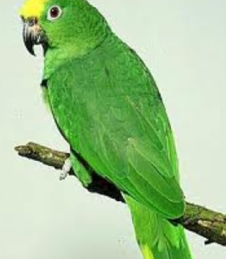 IMAGEN DE PERICO - Imagui