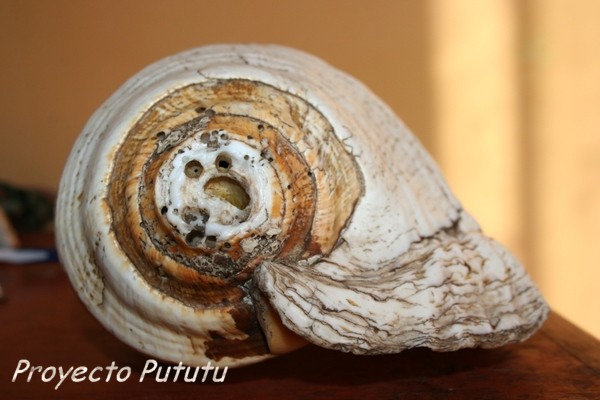 RUTAS DE CHASKI: Los pututos suenan por el Tawaintinsuyo