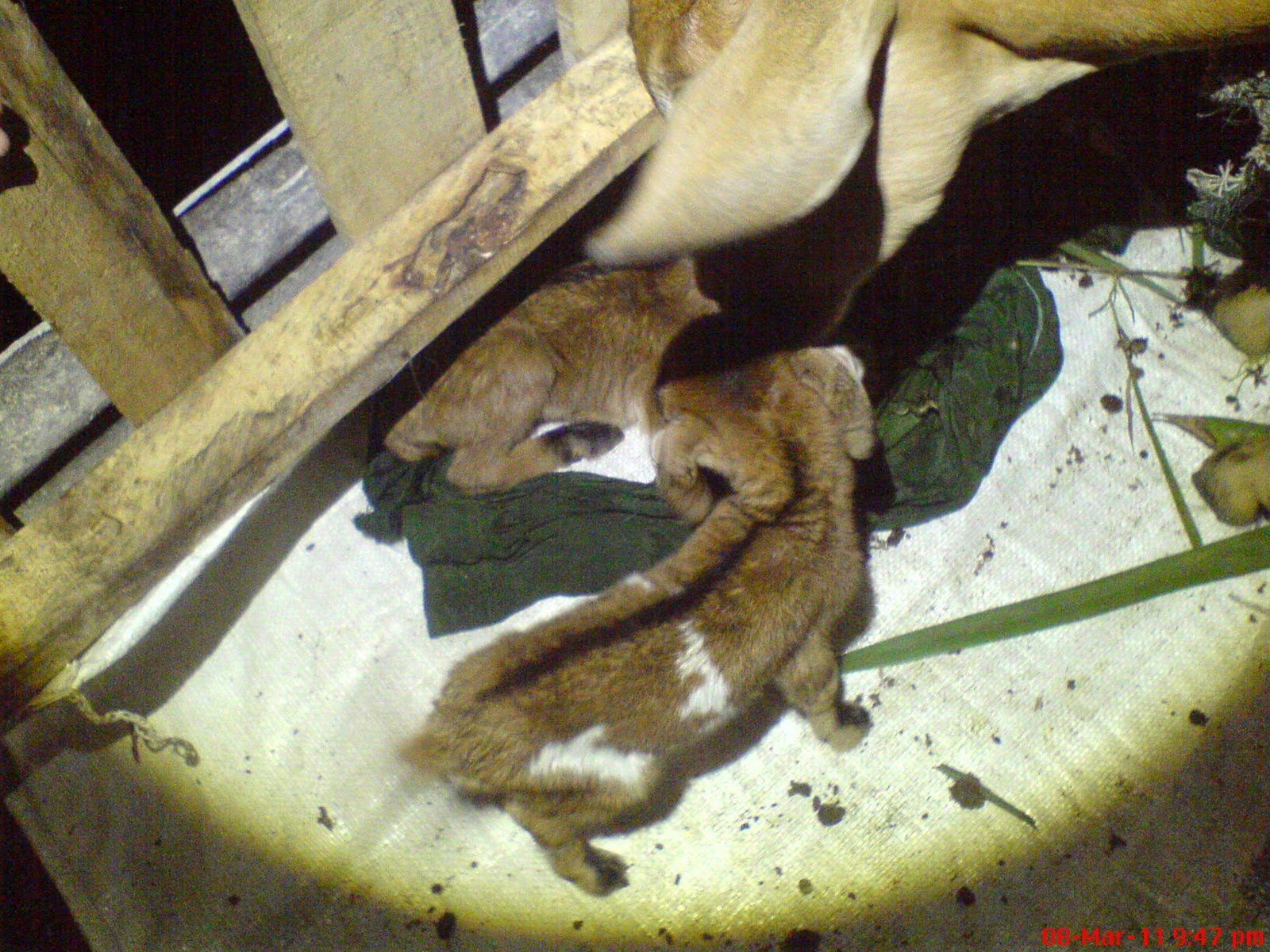 Ternakan Kambing di Kampung Muda Jaya, Pagoh: kambing betina beranak...