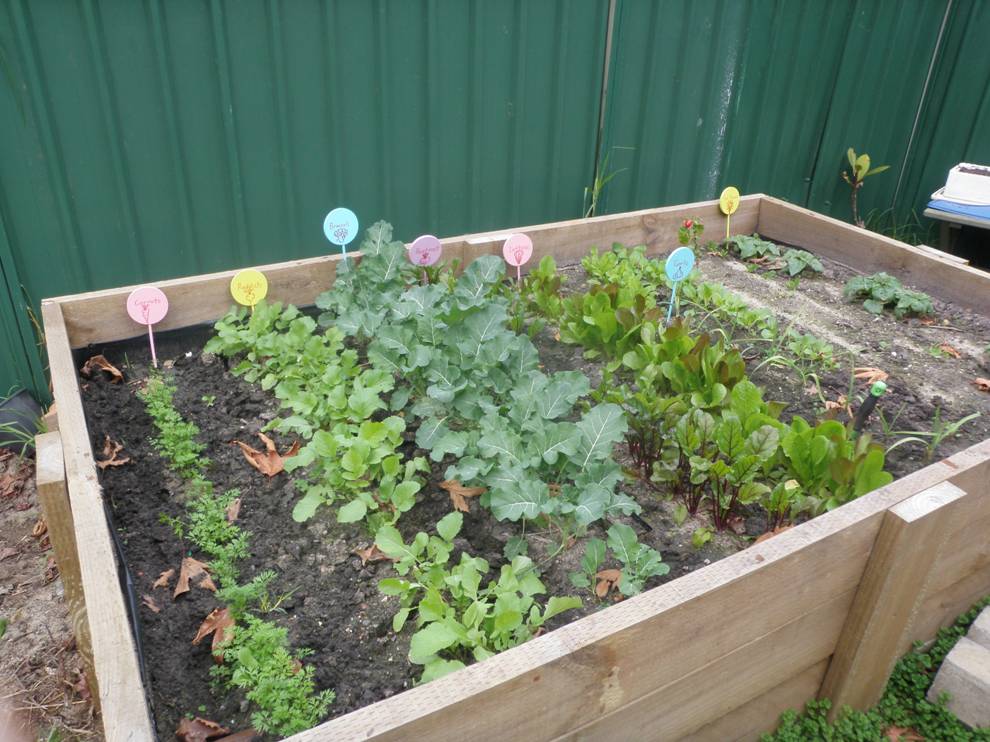 Fatherhood, Gardens & Cooking by Mankimbo: The life and times of a ...