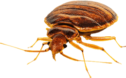Bed Bug Knowledge Control Strategies Continue To Evolve Envirotech
