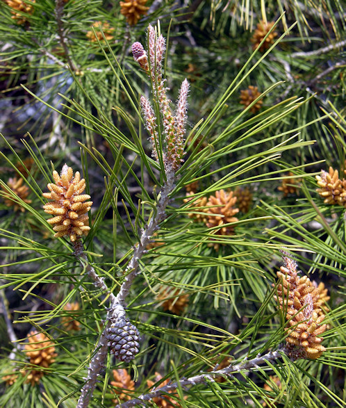 ARBRES: Pi blanc (Pinus halepensis)