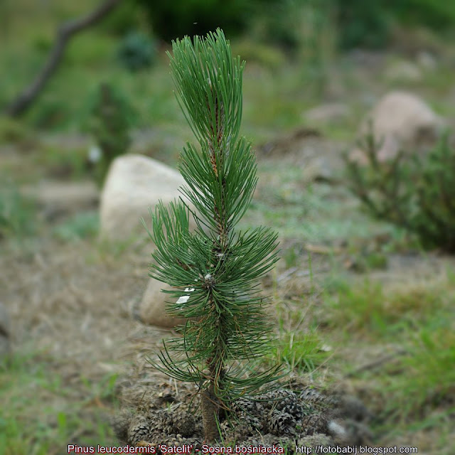 Plant Gallery - Encyklopedia Roślin: Pinus leucodermis 'Satelit ...