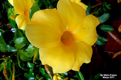 Meu Cantinho Verde: ALAMANDA-AMARELA - ( Allamanda cathartica )