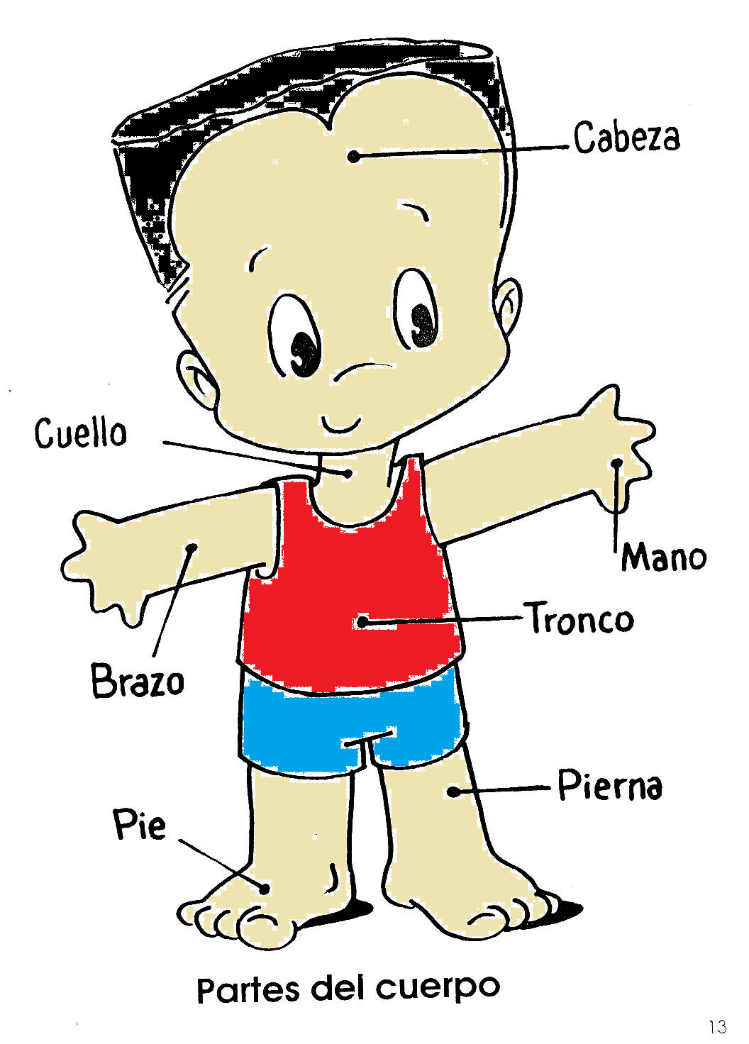 Identidad Corporal Partes Gruesas De Mi Cuerpo