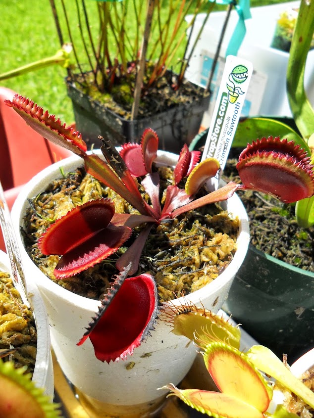 Beautiful typical and some others. - FlyTrapCare Forums