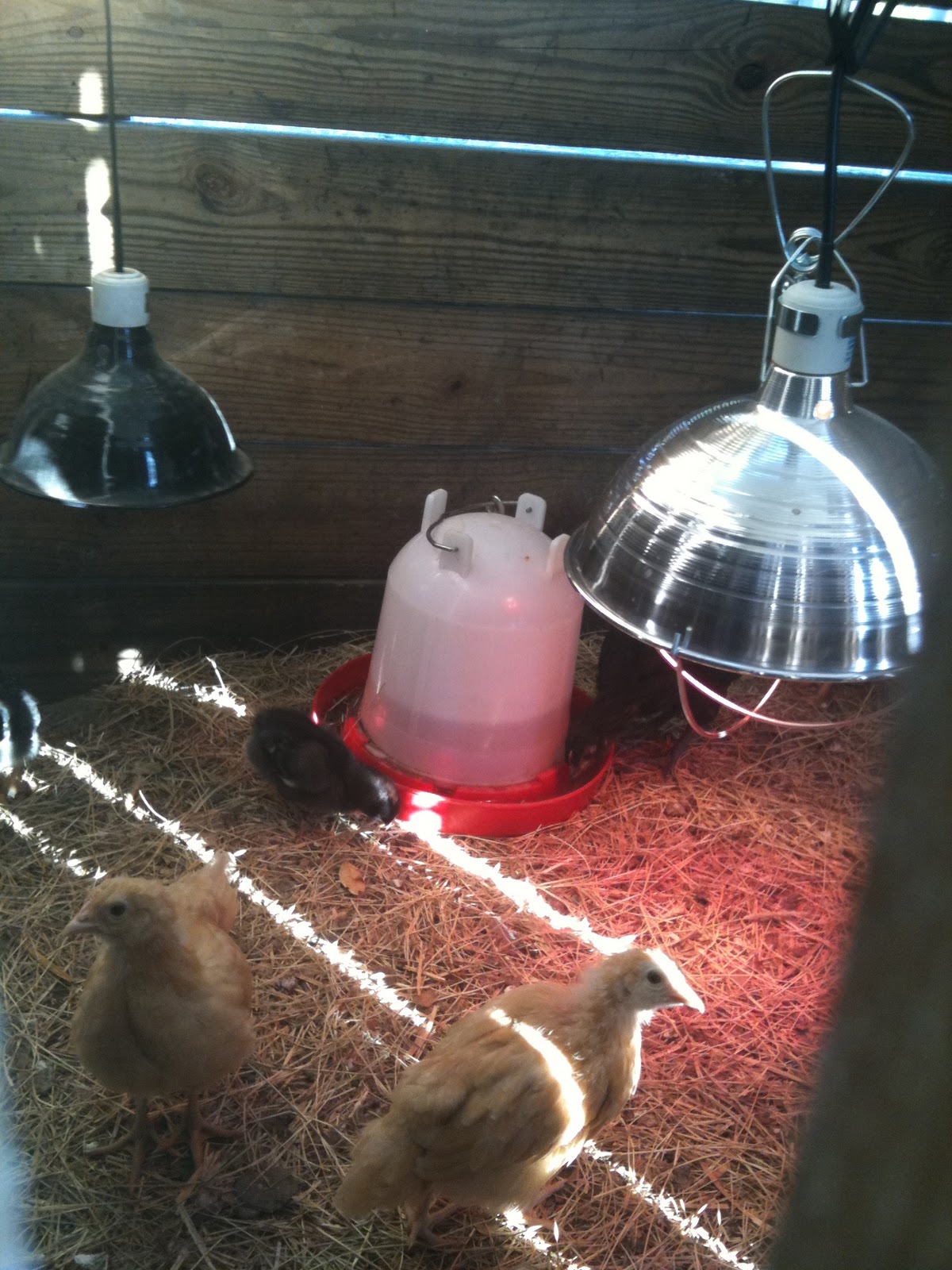 HeartSong Farms: Pallet Brooders