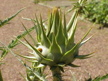 Epicurean Events - MYO culinary education