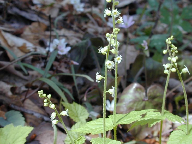 Field Biology in Southeastern Ohio: Early Spring Wildflowers