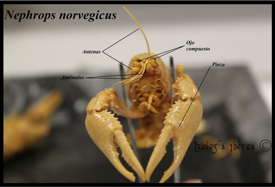 Biología Ibérica: INFRAPHYLUM CRUSTACEA, INFRAPHYLUM ATELOCERATA