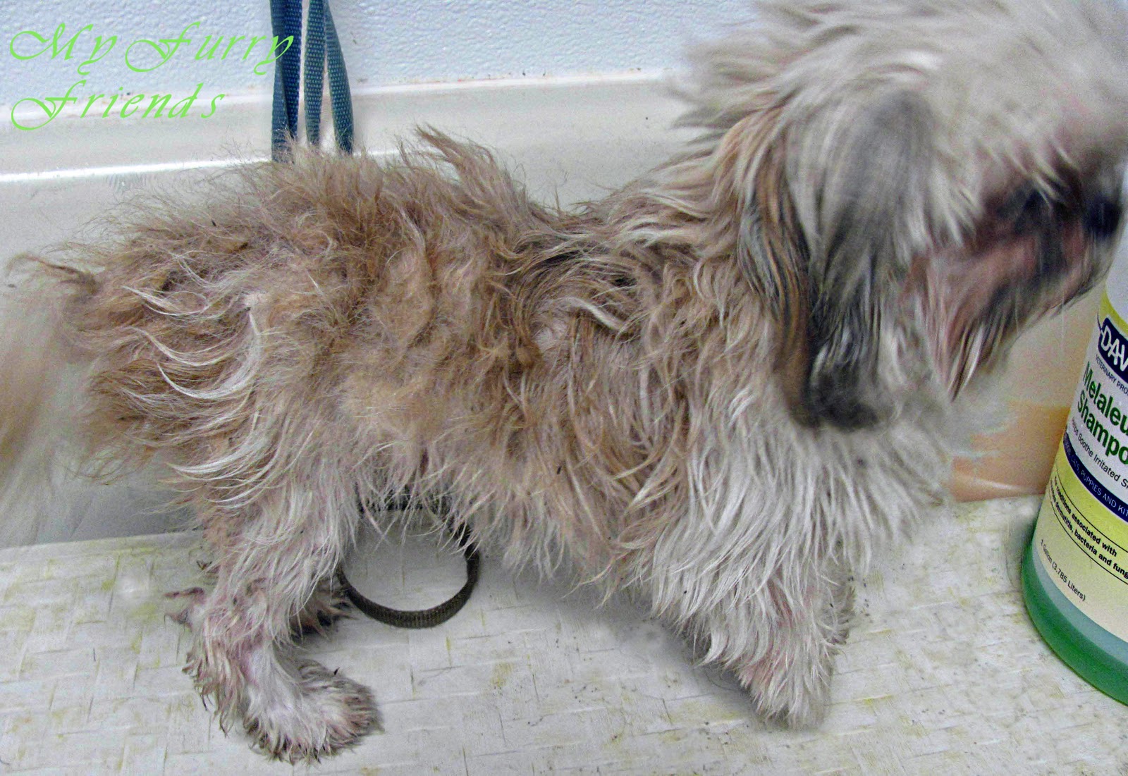 Pet Grooming: The Good, The Bad, & The Furry: Bathing and Clipping ...