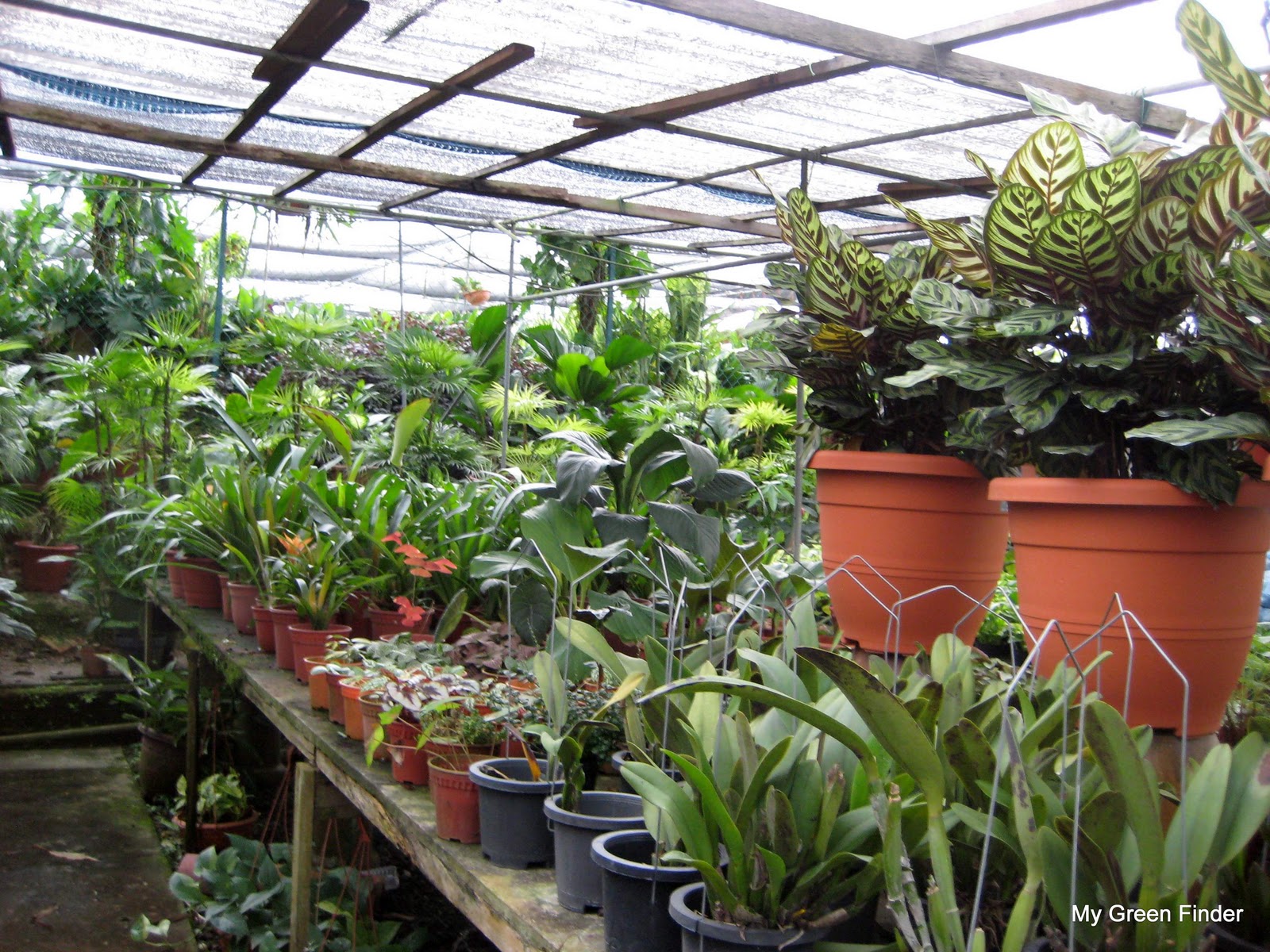 MY GREEN FINDER | Plant Vendors: Chea Ngai Hoong Nursery